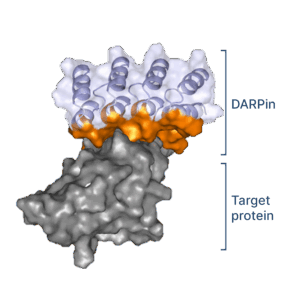 DARPin Science: Multi-Functional Protein Therapeutics
